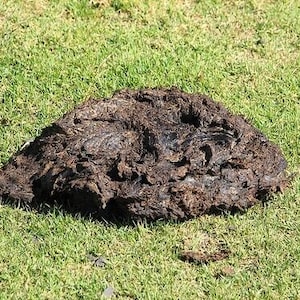 Cow Pasture Manure Pie Patty Poop - Fresh Organic Garden Plant ...