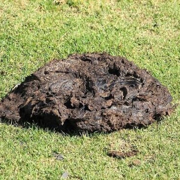 Real Poop - Etsy