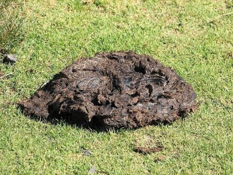 Cow Pasture Manure Pie Patty Poop - Fresh Organic Garden Plant ...