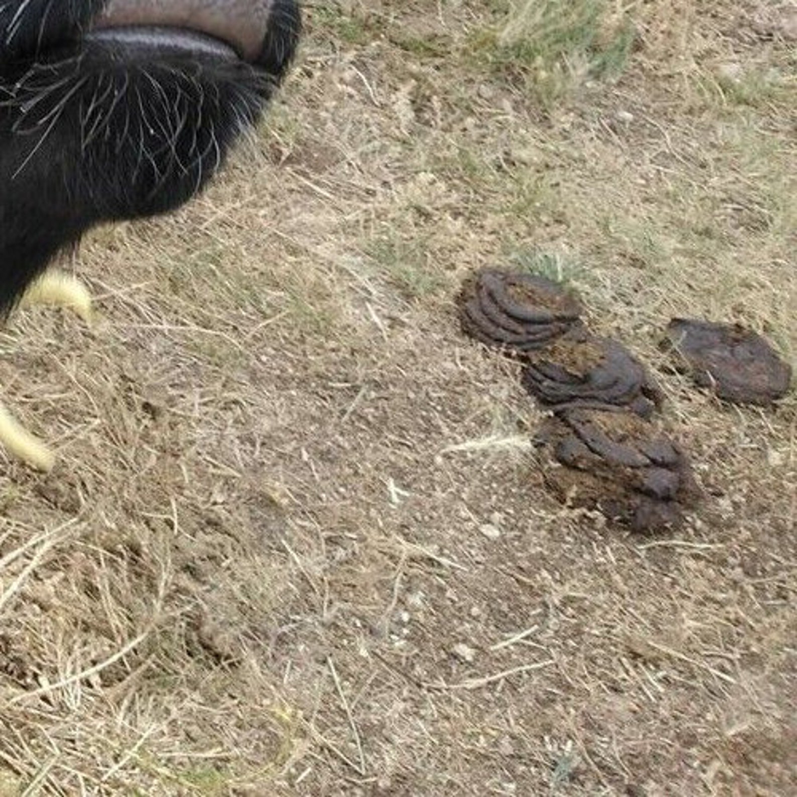 Cow Pasture Manure Pie Patty Poop - Fresh Natural Garden Plant ...