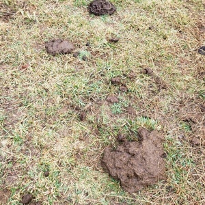 Cow Pasture Manure Pie Patty Poop Dung - Fresh Natural Garden Plant ...