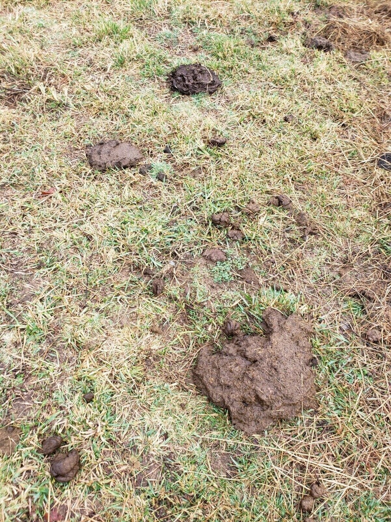 Cow Pasture Manure Pie Patty Poop - Fresh Organic Garden Plant ...