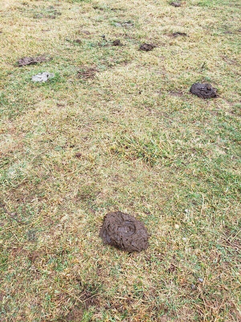 Cow Pasture Manure Pie Patty Poop - Fresh Natural Garden Plant ...