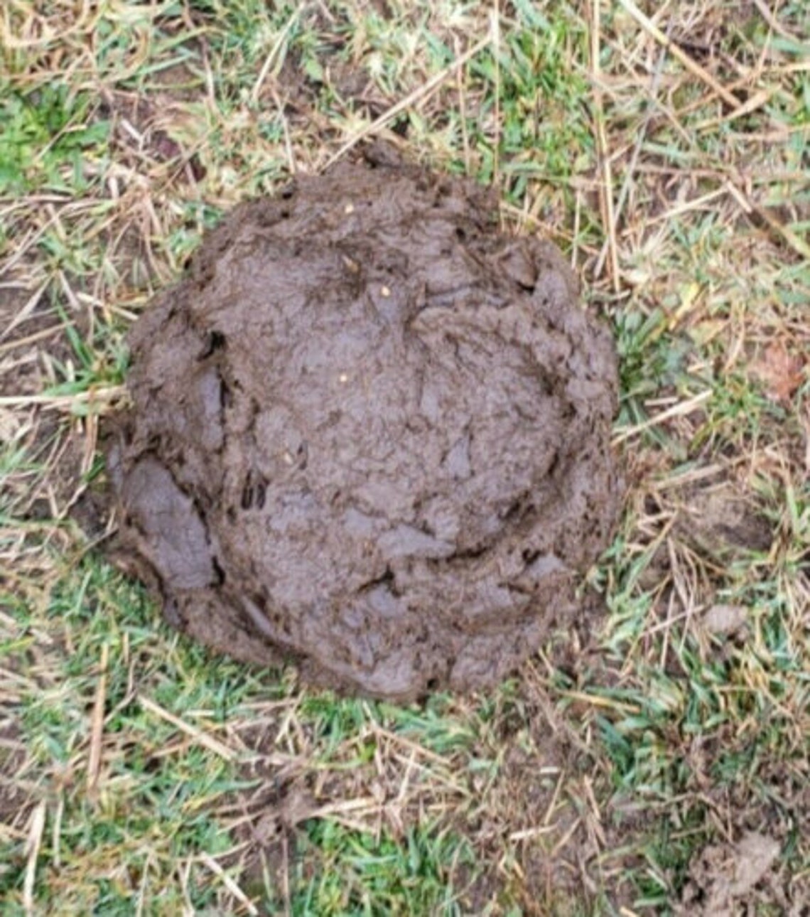 Cow Pasture Manure Pie Patty Poop Dung - Fresh Natural Garden Plant ...