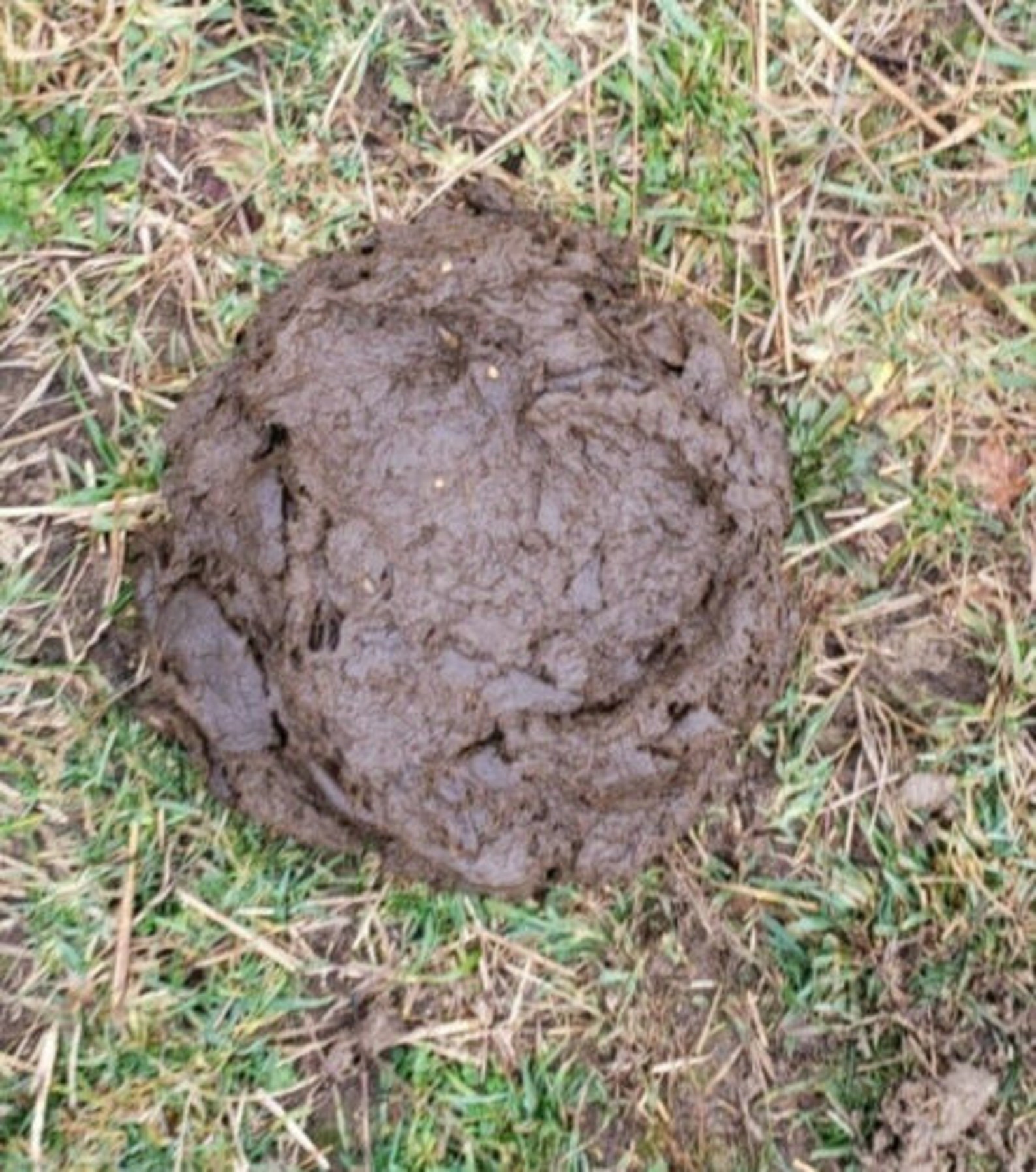 Cow Pasture Manure Pie Patty Poop - Fresh Natural Garden Plant ...