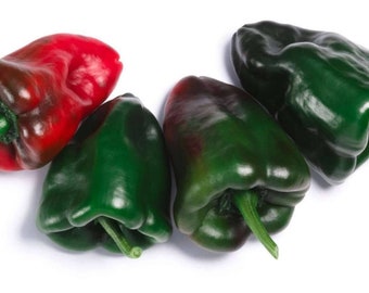 Poblano/ancho Pepper Seeds 25-50 Seeds - Etsy