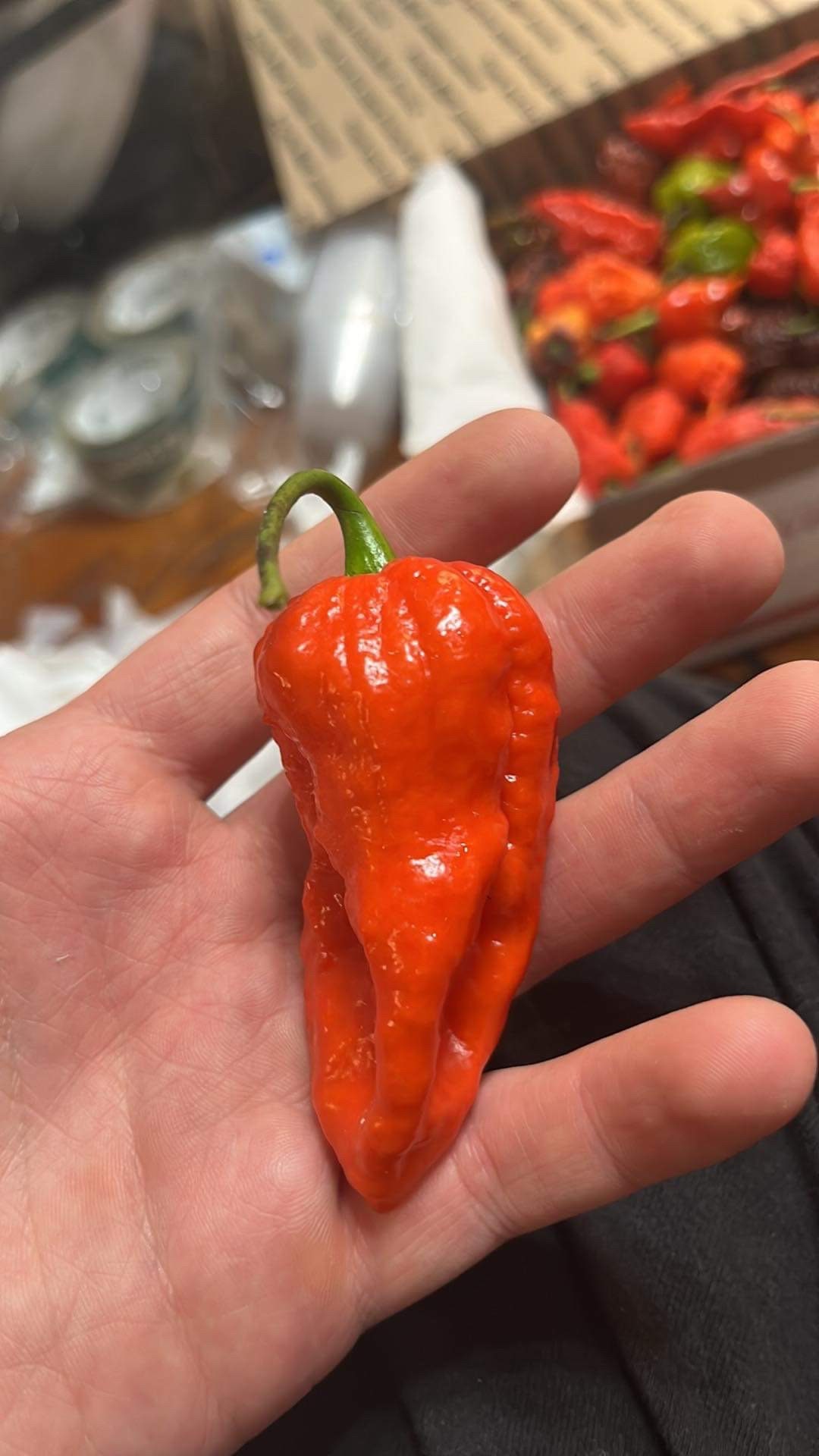 7pot X Red Ghost - Etsy