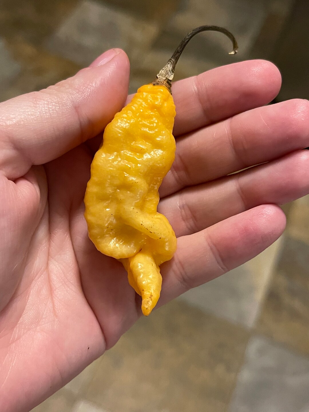 Yellow Long Tail Scorpion - Etsy