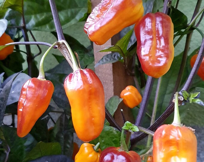 Puma Pepper - Etsy