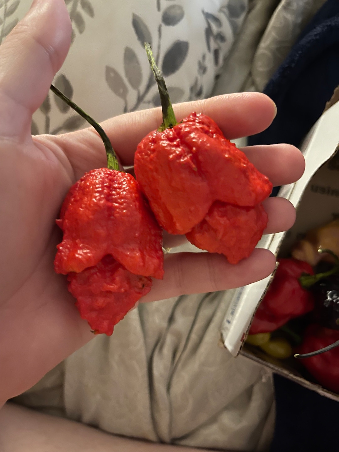 Apocalypse Scorpion seeds - Etsy
