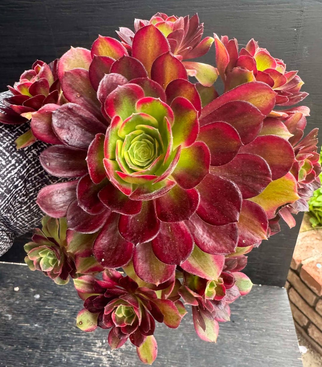 Aeonium Anna Cluster Cutting No Roots #C014 - Etsy