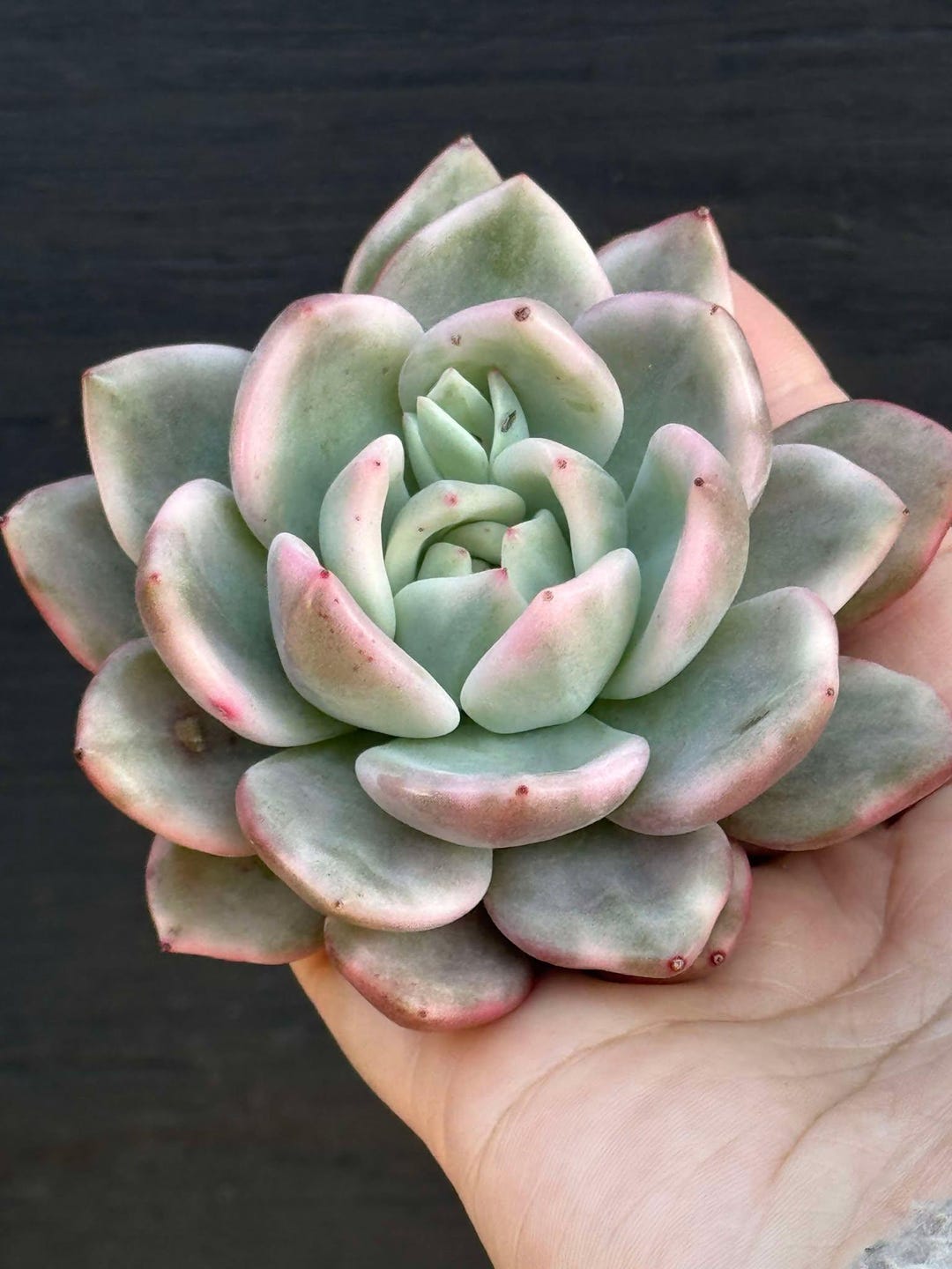 Echeveria Pink Champane Variegated - Etsy