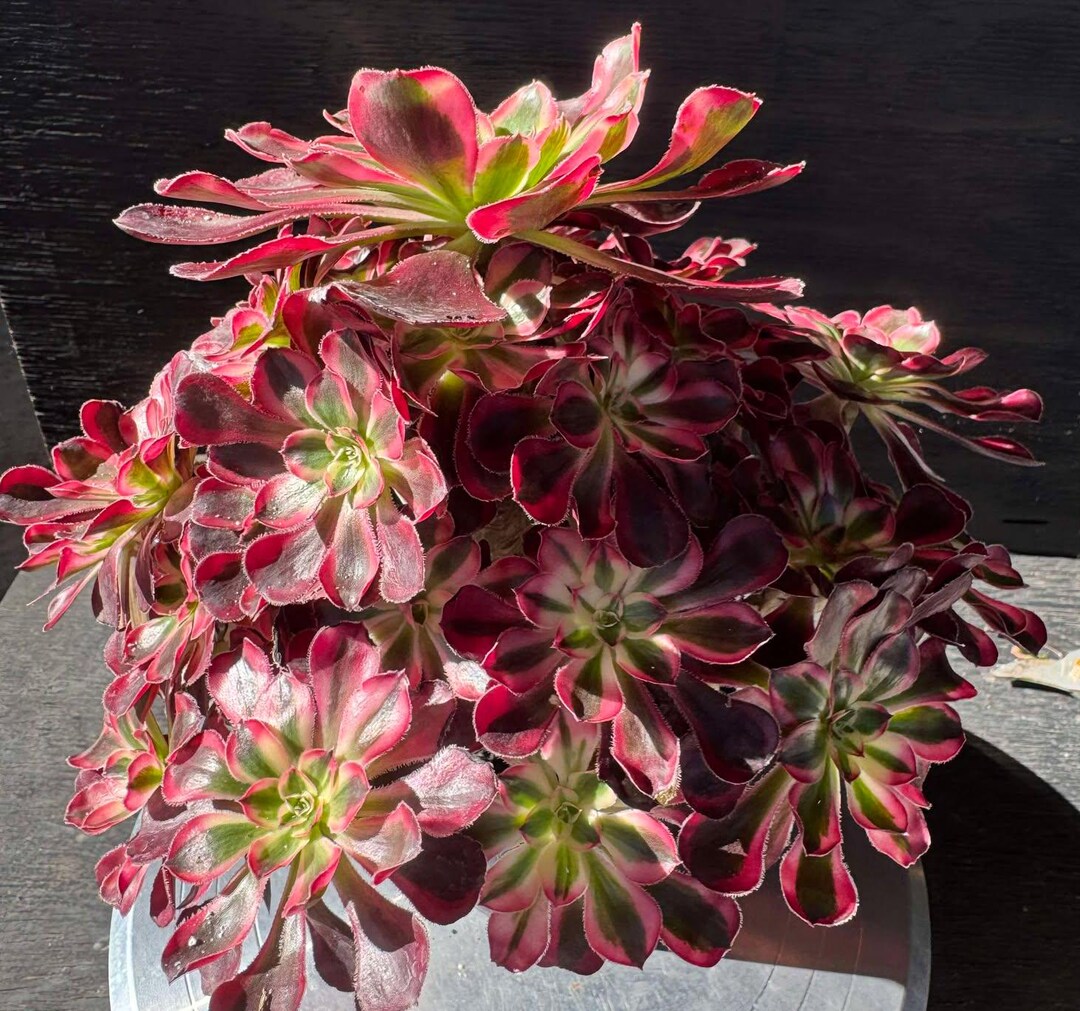 Aeonium Chanel With Many Heads E132 - Etsy