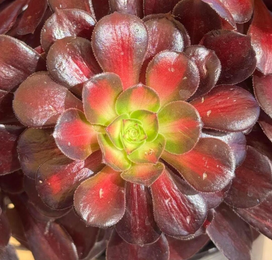 Aeonium Red Sun Variegated Cluster 10” #110 - Etsy