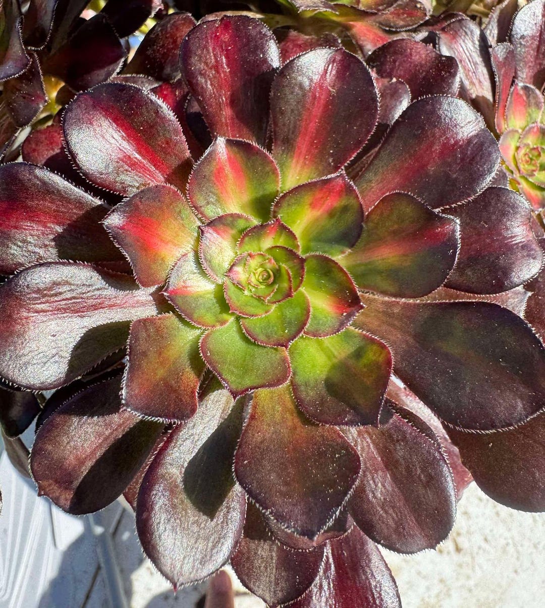 Chanel Rainbow Middle Variegated Cluster Well Rooted in 1 Gallon Pot ...