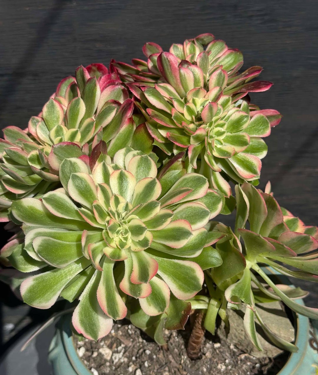 Aeonium Pink Witch Loki Hybrid Variegated Crest 11"#457 - Etsy