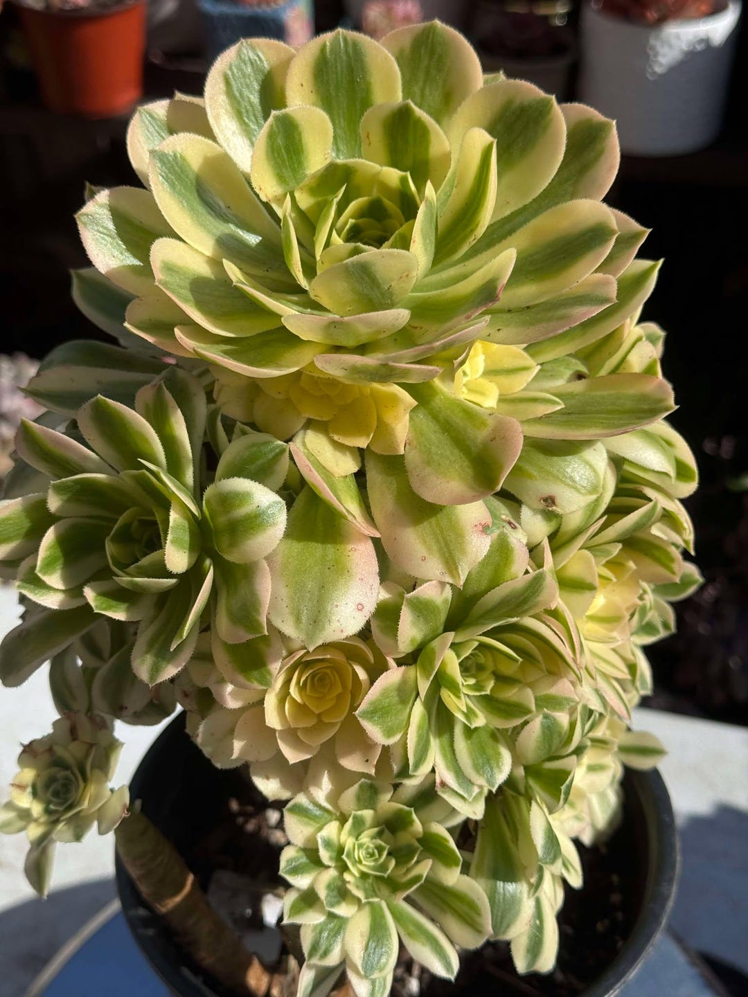 Aeonium Maybach Variegated Cluster Well Rooted in 1 Gal Pot #455 - Etsy