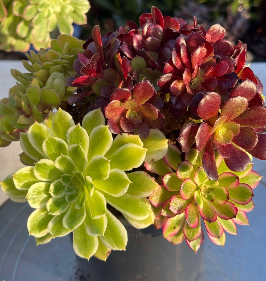 Aeonium Mixed 4 Rooted Single Head Cuttings & 2 Small Crests Set #6 - Etsy