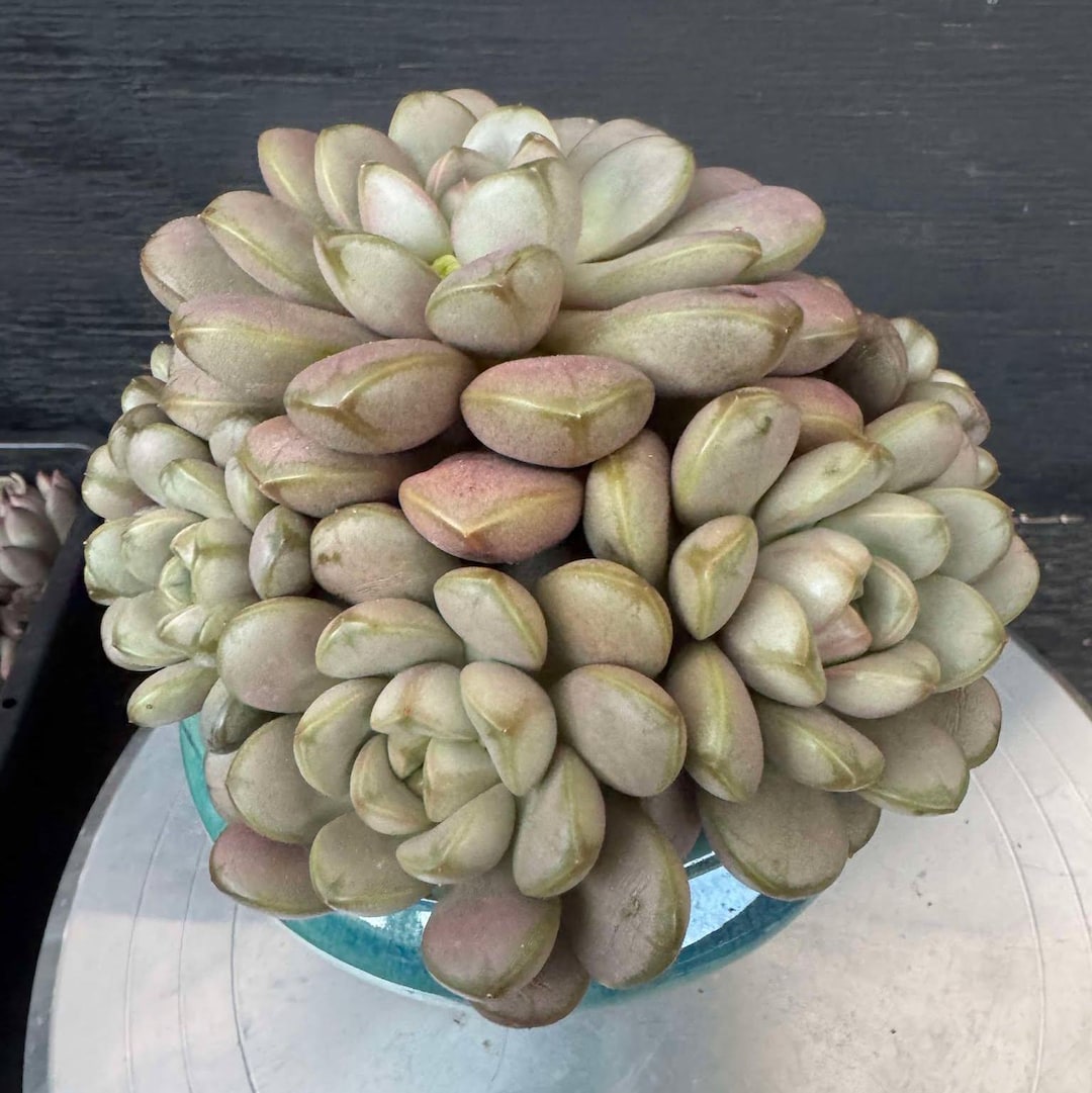 Graptoveria Amethorum Cluster - Etsy