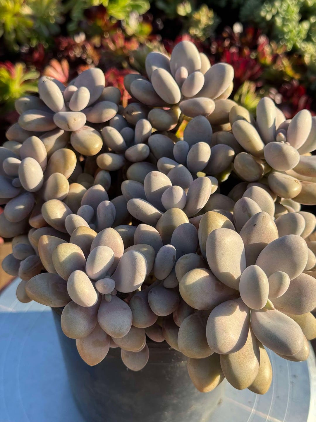 Pink Moonstone Well Rooted and Overgrown in 1 Gallon Pot - Etsy
