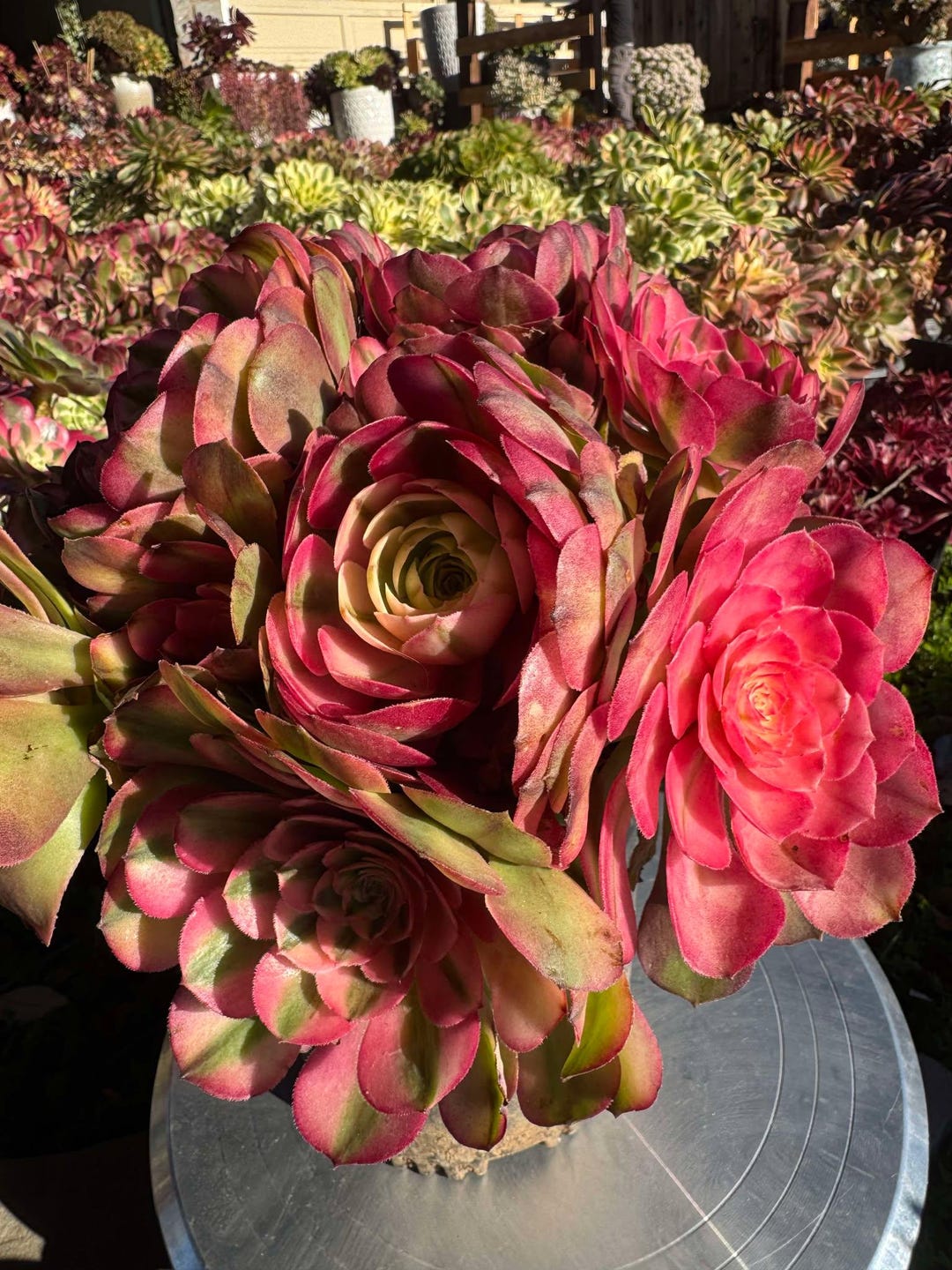 Aeonium Allure Variegated Cluster 13 701 - Etsy