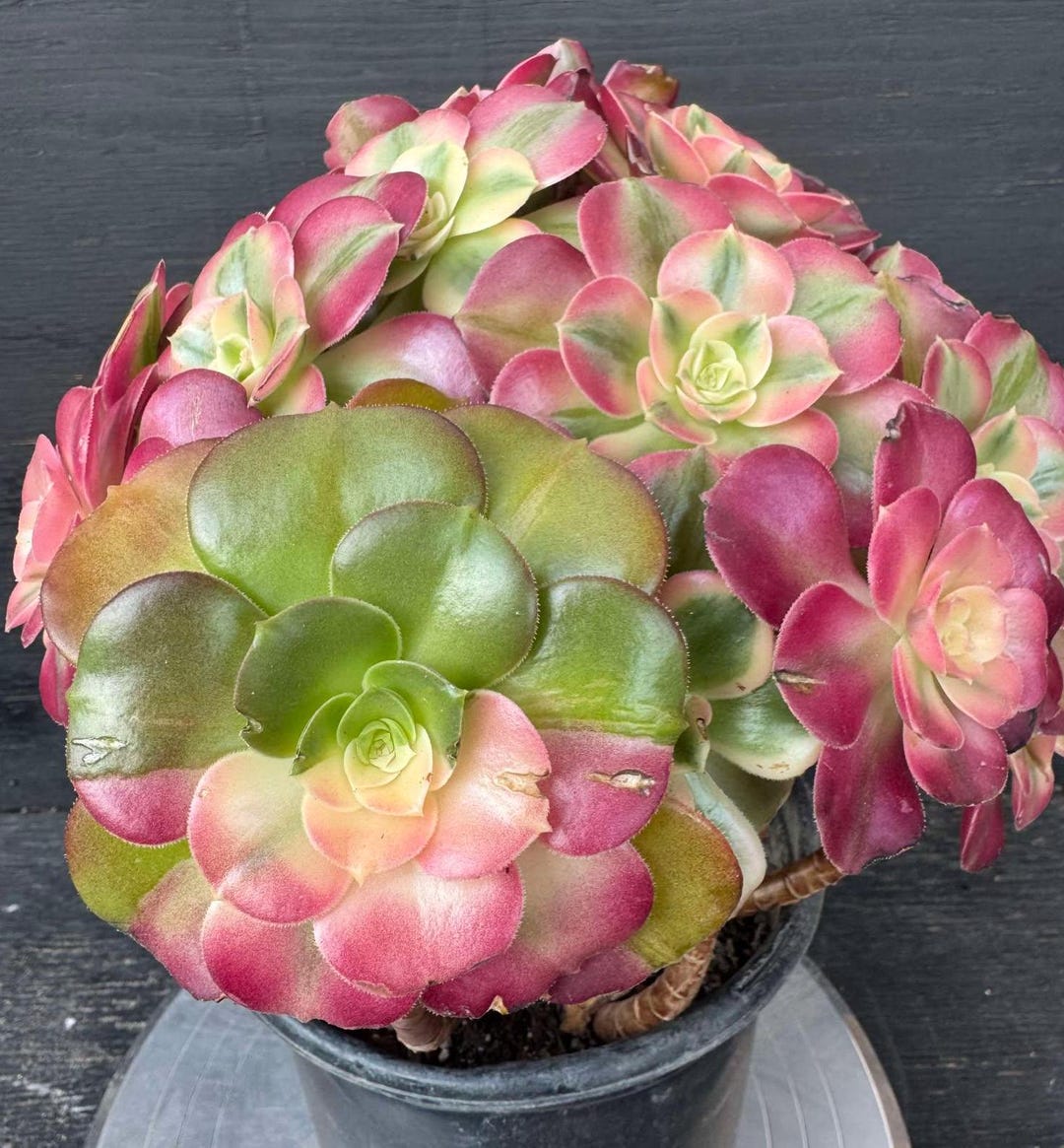 Aeonium Pink Princess Variegated Cluster - Etsy