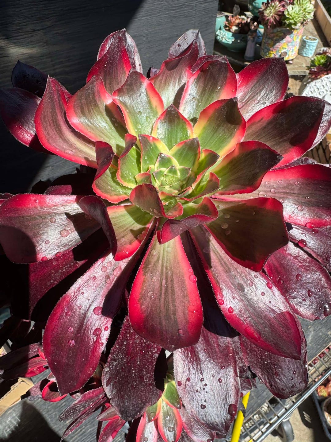 Aeonium Voodoo Variegated Cluster 7 Big Babies 18” H in 1 Gallon Pot ...