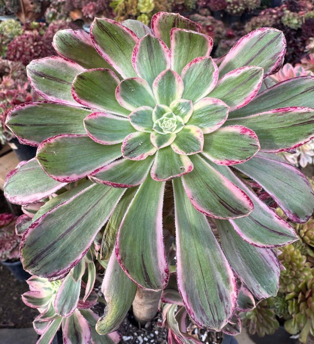 Aeonium V Var Variegated Cluster in 1 Gallon Pot #498 - Etsy