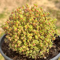 Beautiful Succulent: Dicrocaulon Ramulosum (l.bolus) Ihlenf Purple ...