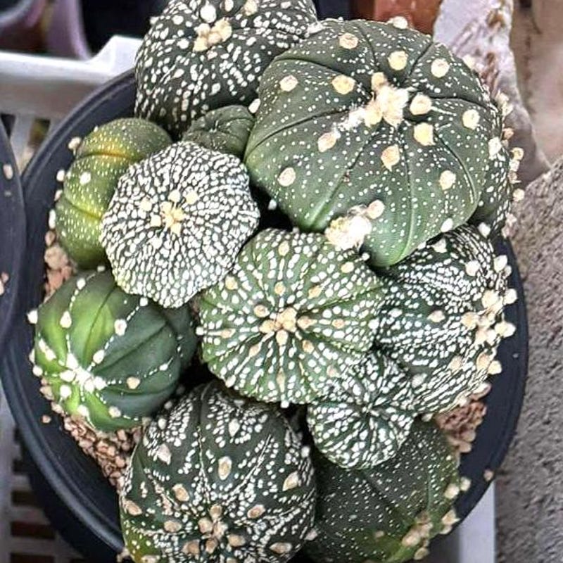 Astrophytum Seeds - Etsy