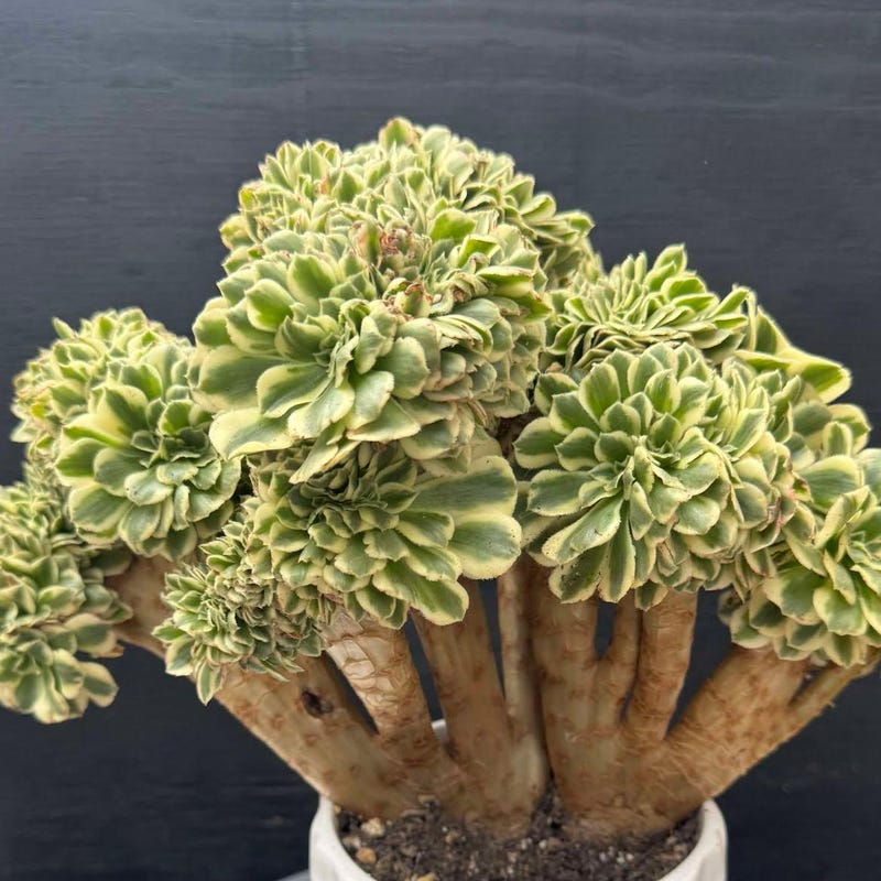 Crested Aeonium - Etsy