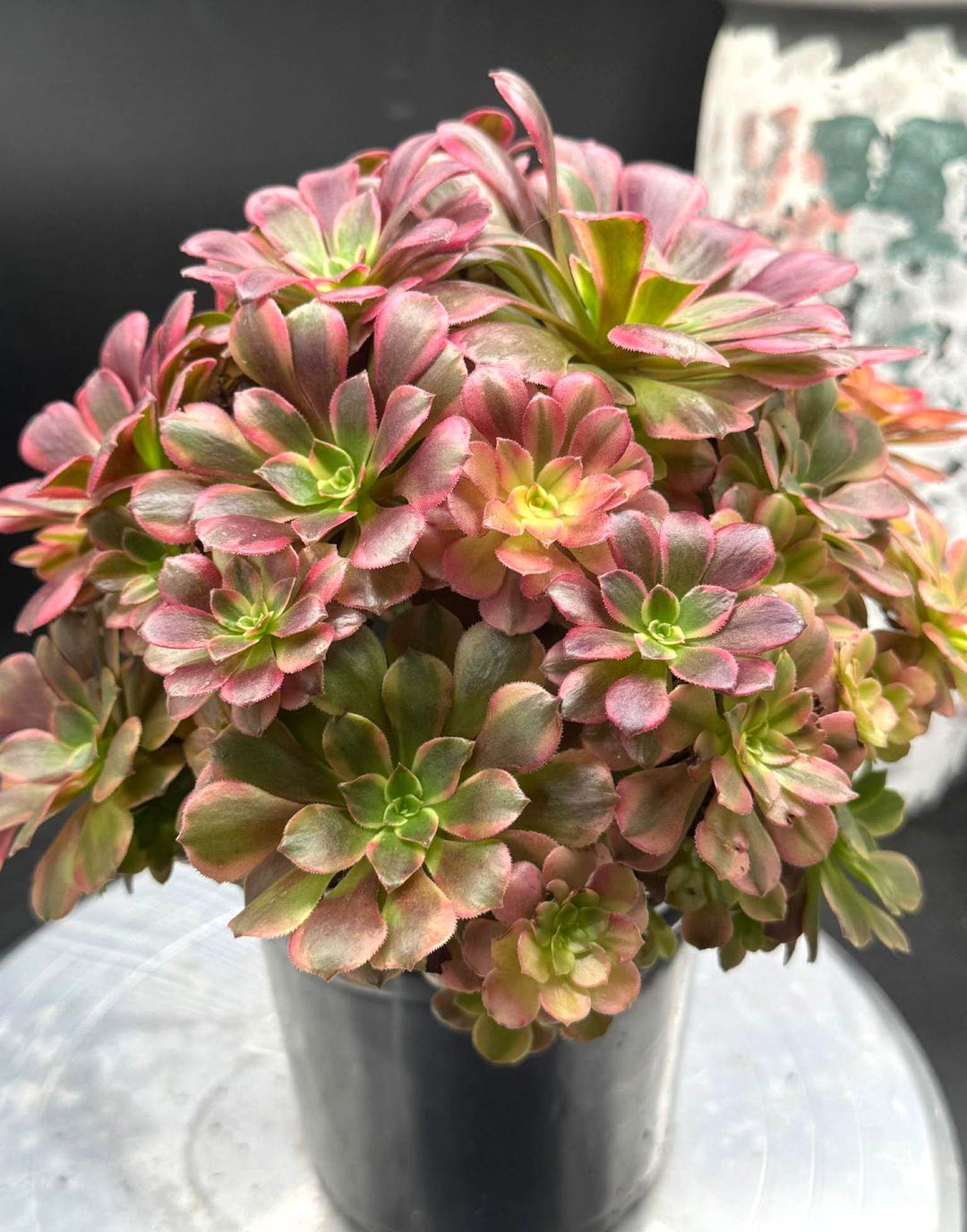 Aeonium Medusa Teacup Bonsai Style Thick Stem Well Rooted in 5” Pot #8 ...