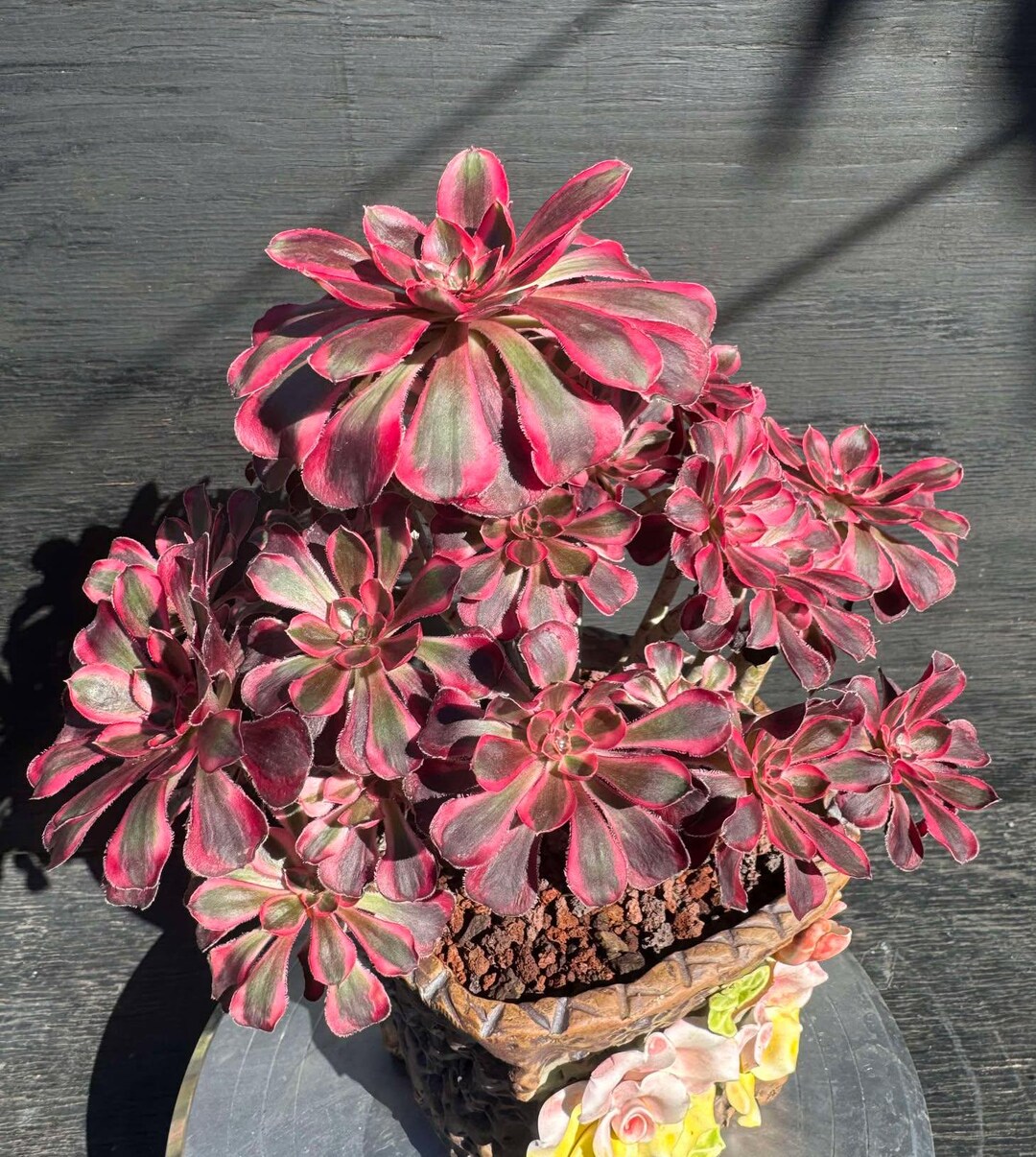 Aeonium Chanel Variegated Cluster Well Rooted #303 - Etsy