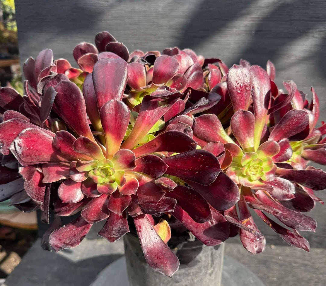 Giant Aeonium Red Sun 17” #611 - Etsy