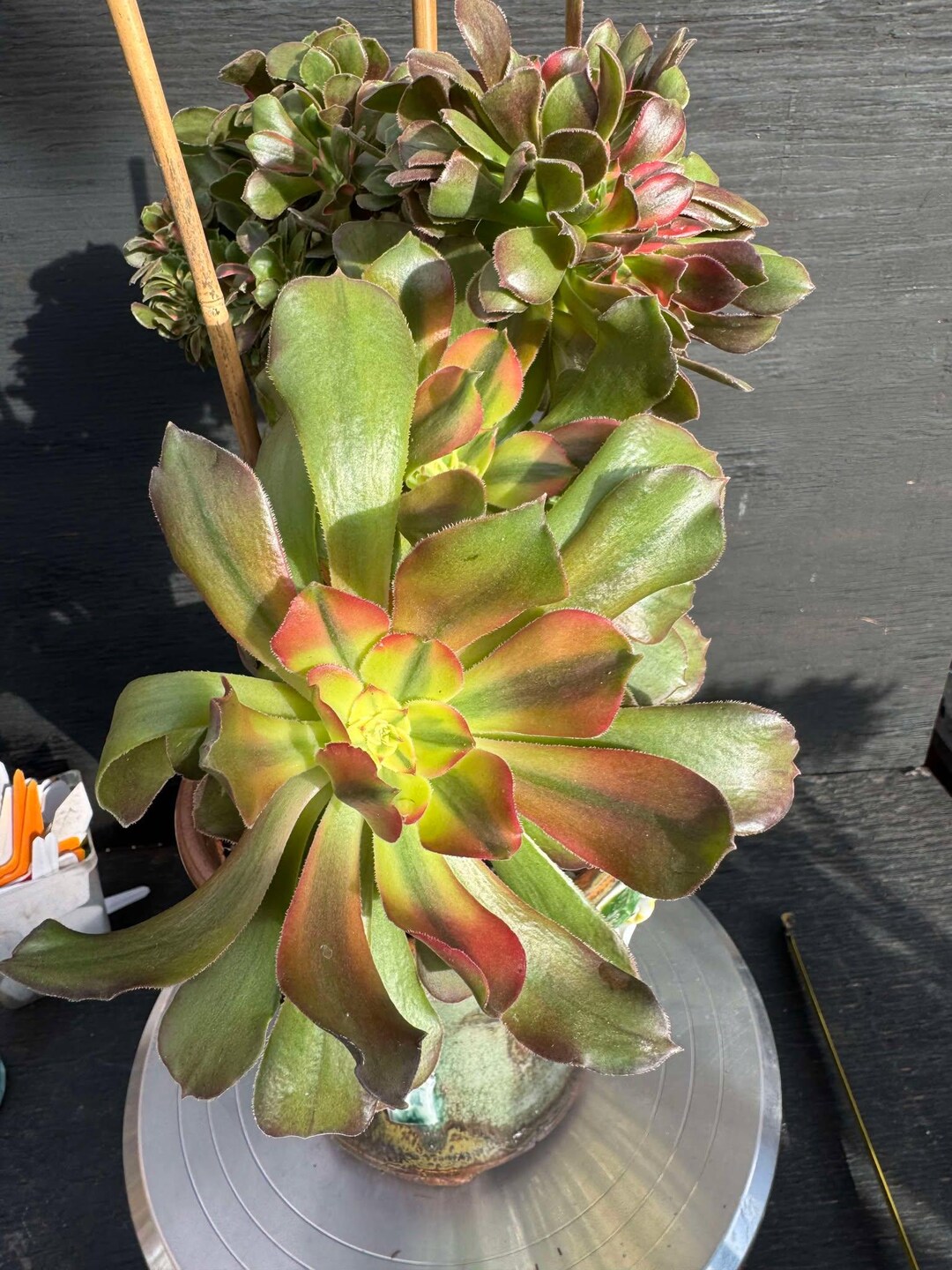 Aeonium Athena Variegated Crest 454 - Etsy