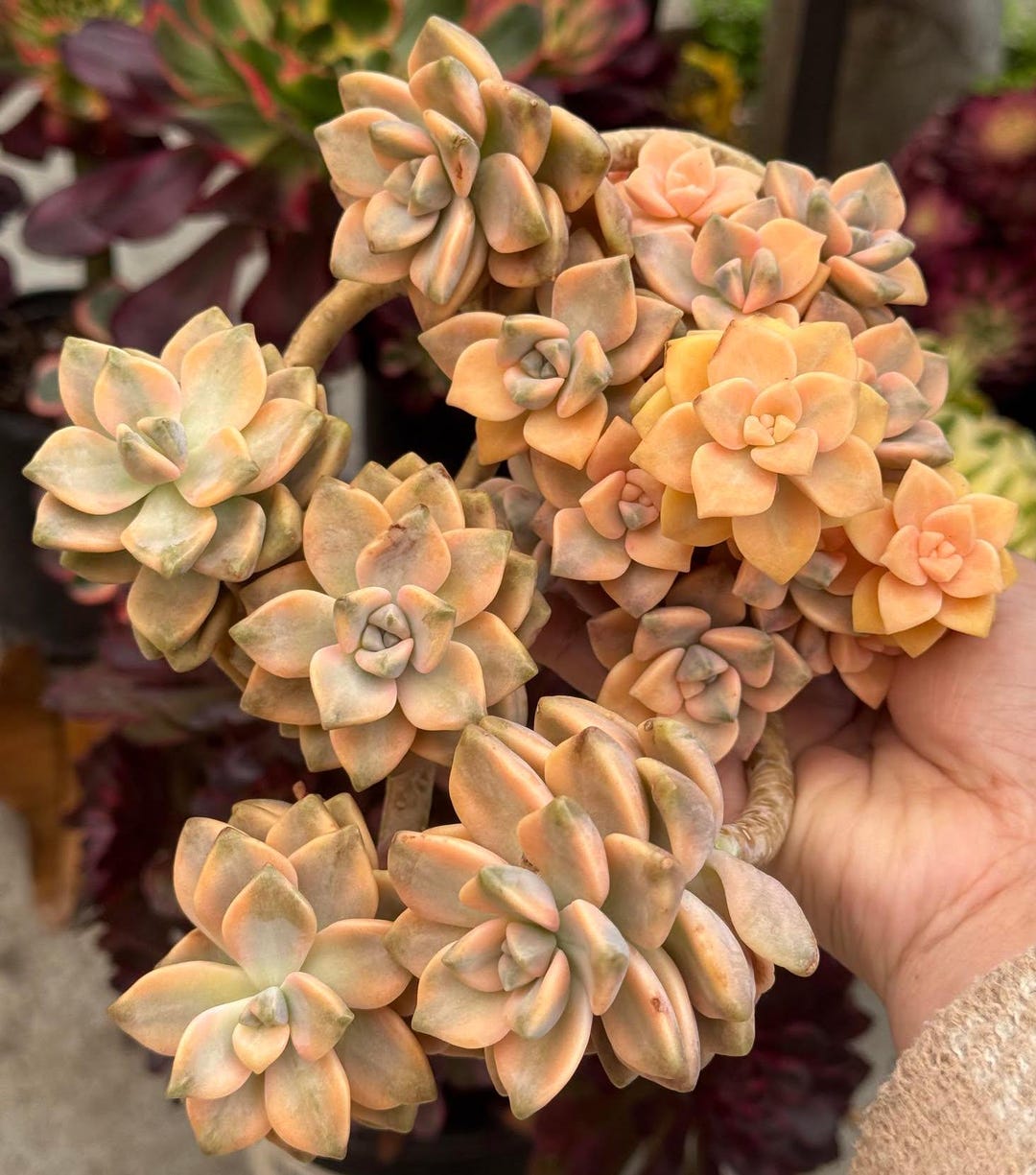 Sold-echeveria Apricots - Etsy