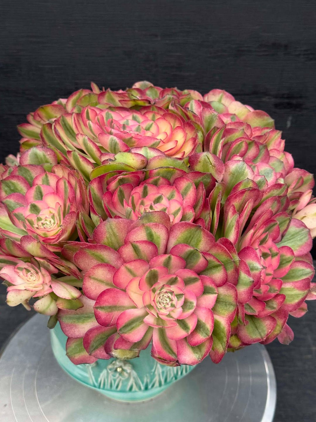 Big Aeonium Allure Variegated 607 - Etsy