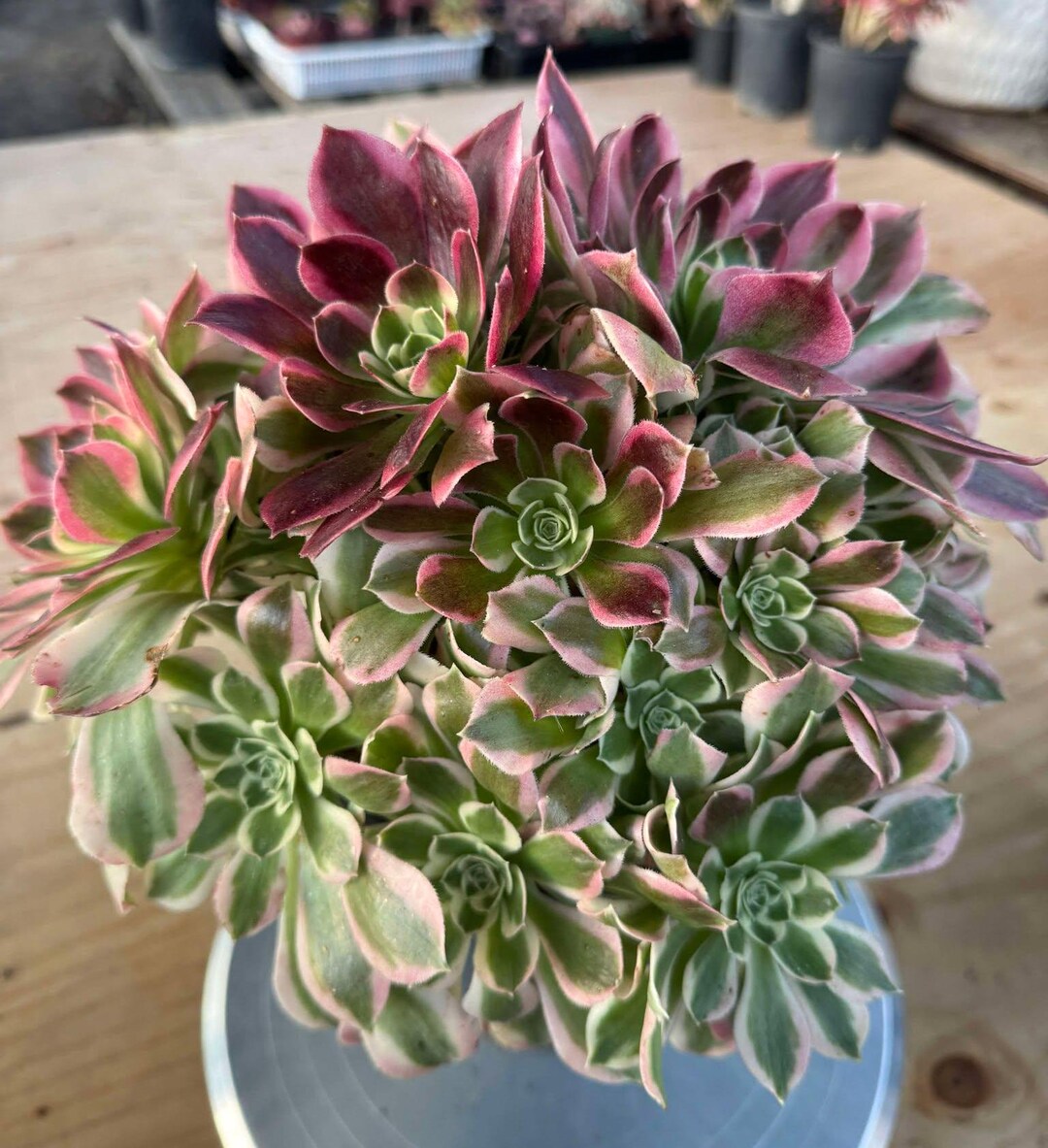 Sold-big Aeonium Pink Phoenix Well Rooted in 1 Gallon Pot #A110 - Etsy