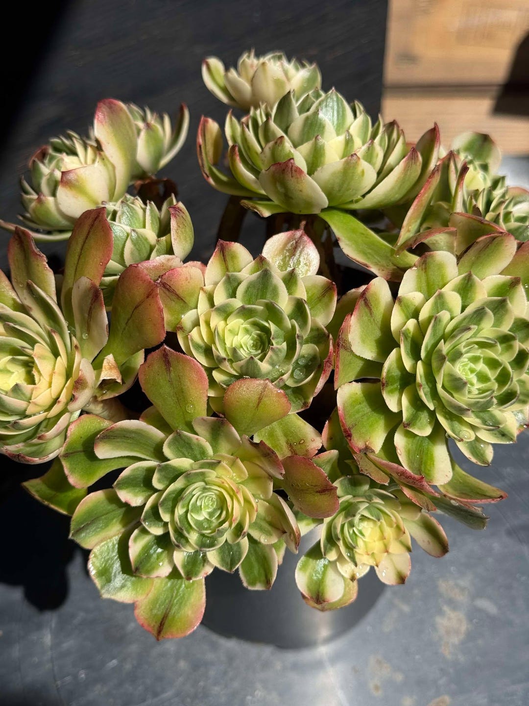 Aeonium Elizabeth Variegated Cluster 9” #387 - Etsy