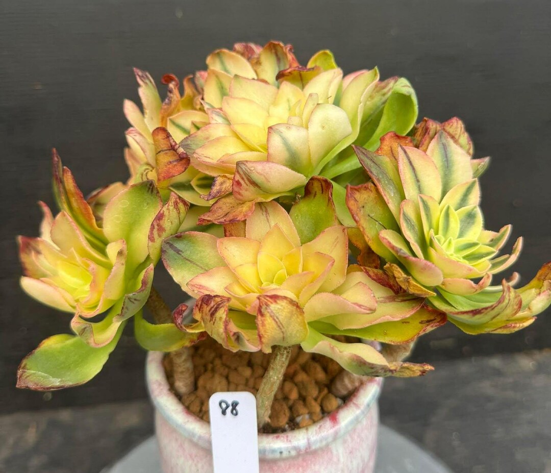 Aeonium Christmas Lotus Variegated Cluster #88 - Etsy