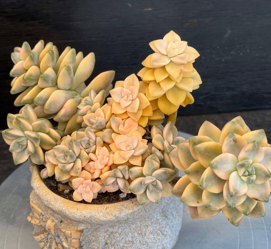 Graptoveria Apricot Variegated Cluster #A101 - Etsy