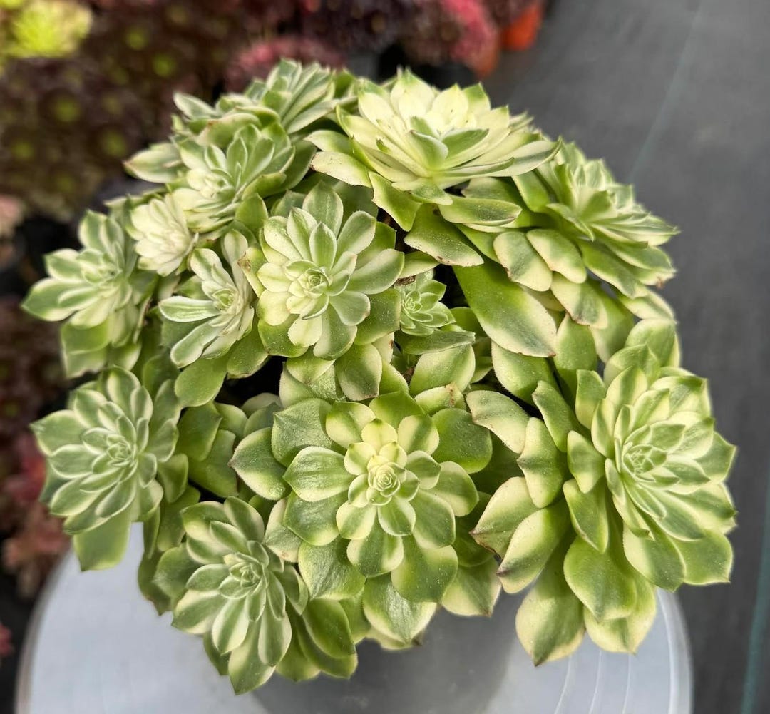 Aeonium Elizabeth Cluster Well Rooted #14 - Etsy
