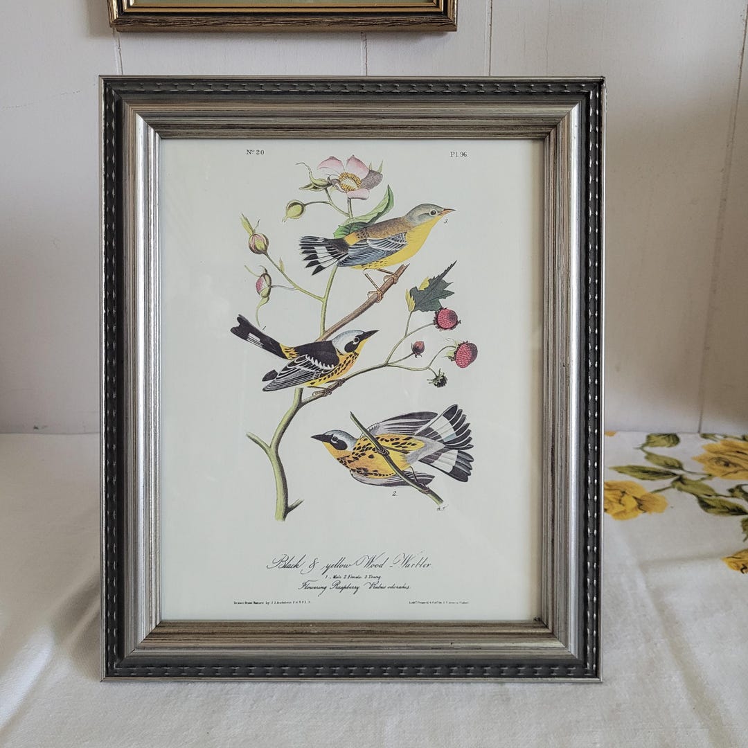 Vintage Warbler Print Black and Yellow John Audubon - Etsy