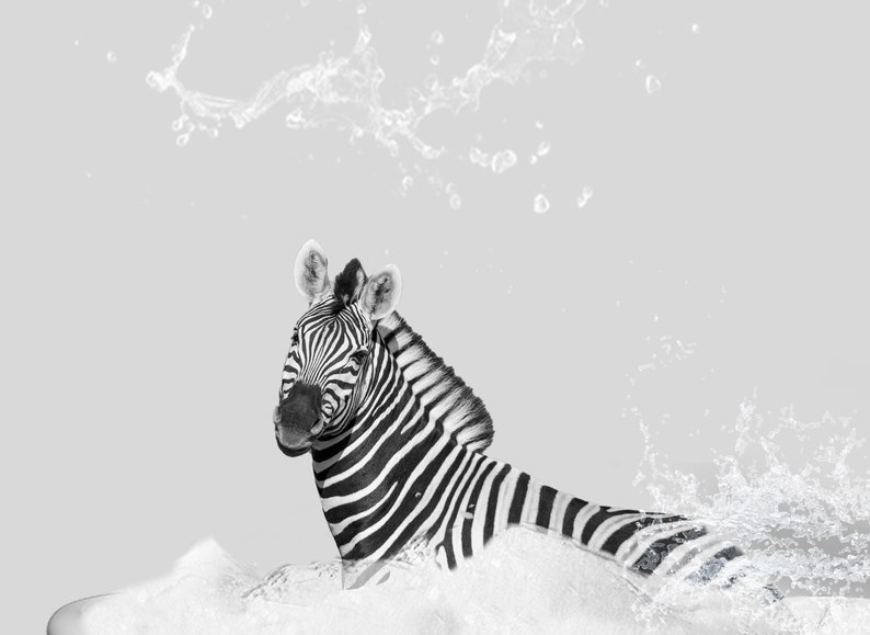 Zebra in Bathtub Print Zebra Wall Art Bathroom Wall at - Etsy