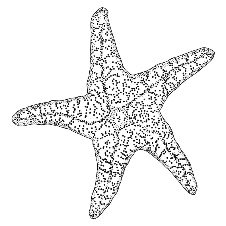 Seastar Digital SVG and Transparent PNG File - Etsy