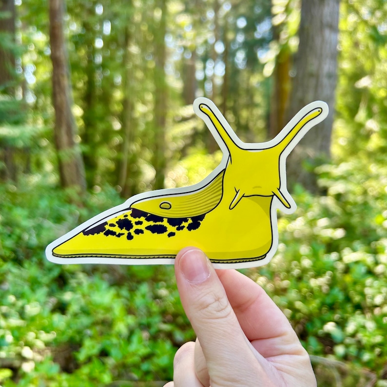 Banana Slug Sticker - Etsy