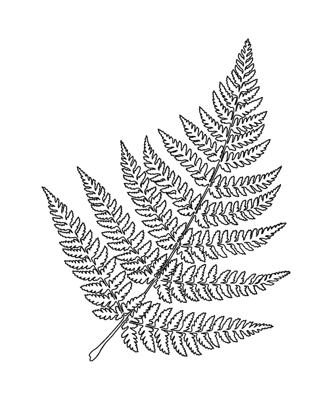 Fern Leaf Digital SVG File and Transparent PNG File - Etsy