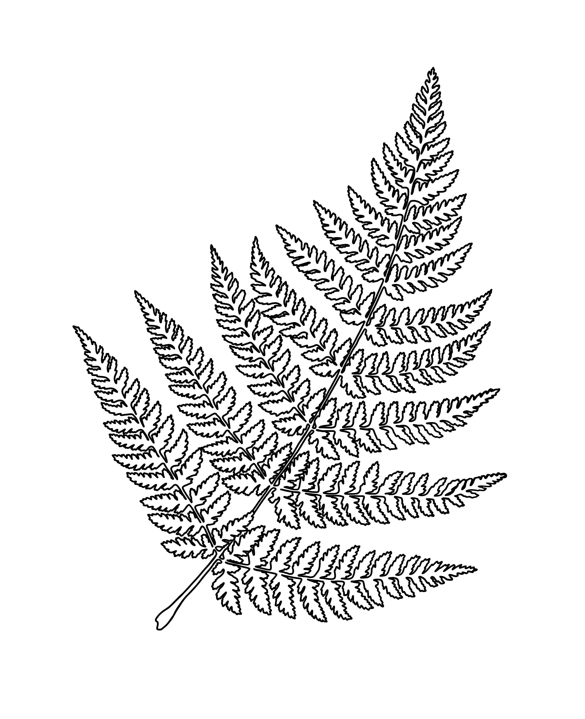 Fern Leaf Digital SVG File and Transparent PNG File - Etsy