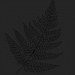 Fern Leaf Digital SVG File and Transparent PNG File - Etsy