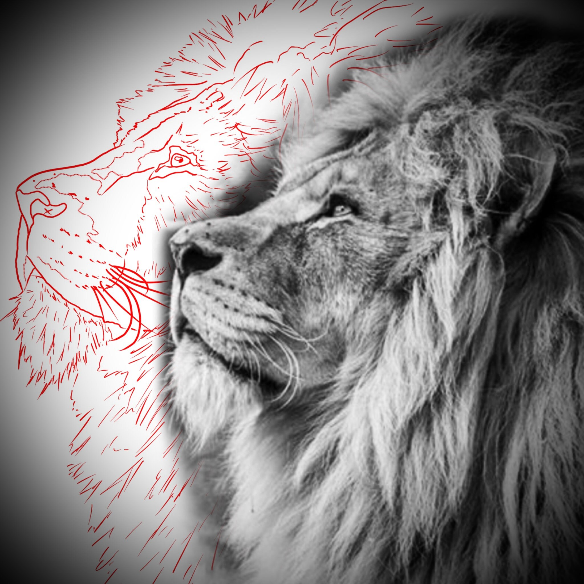 Procreate Lion Tattoo Stencils - Etsy